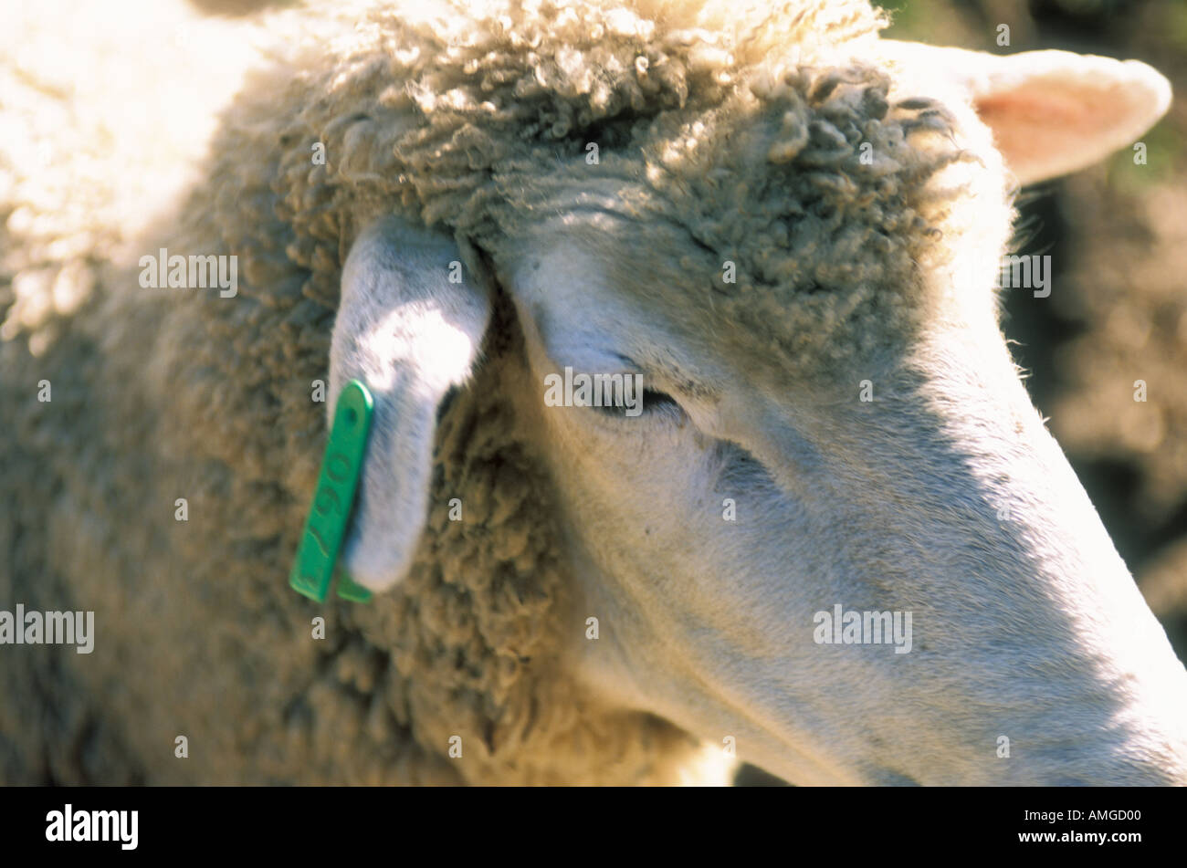 Nantou cingjing farm sheep hi-res stock photography and images - Alamy