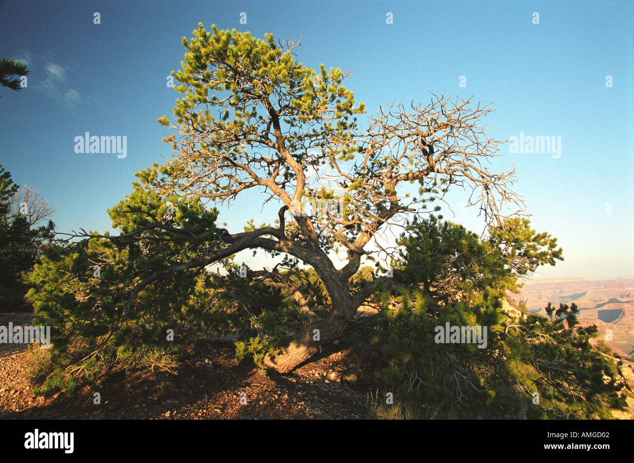 Tree Yaki Point Grand Canyon NP Arizona Stock Photo - Alamy