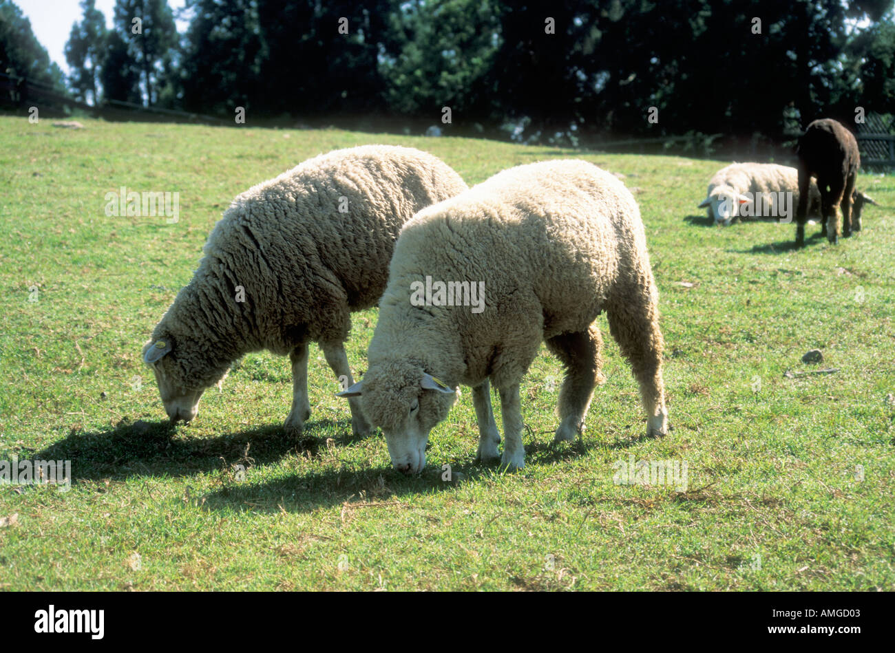 Sheep Grazing Cingjing Farm Taiwan Republic of China Stock Photo - Alamy