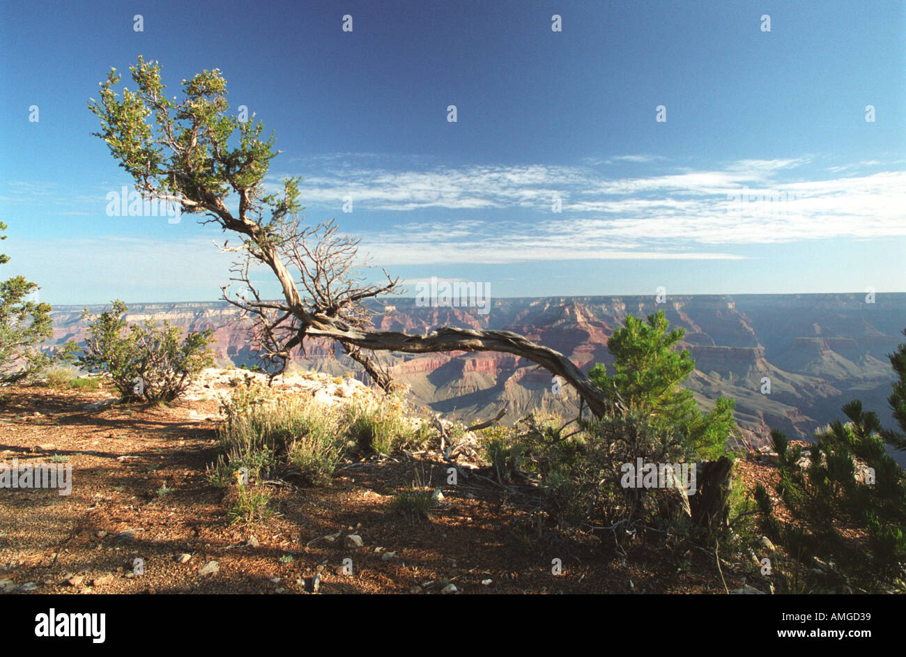 Tree Yaki Point Grand Canyon NP Arizona Stock Photo - Alamy