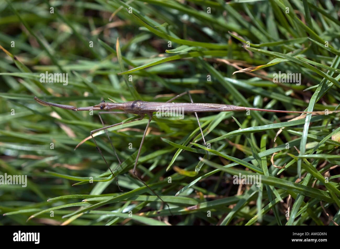 Water stick insect uk hi-res stock photography and images - Alamy
