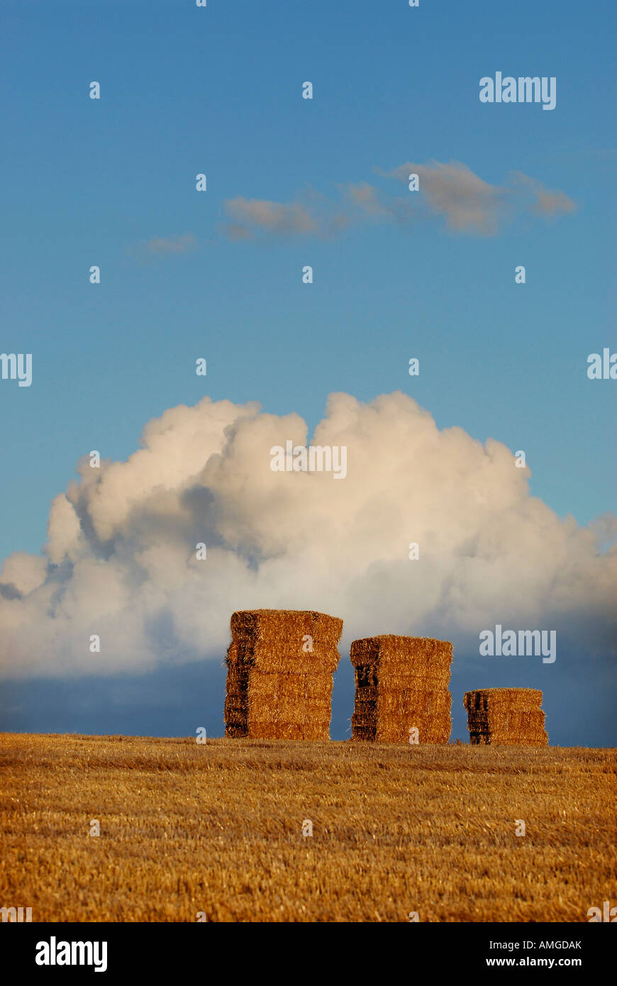 pic martin phelps 16 08 07 harvest pictures Stock Photo - Alamy