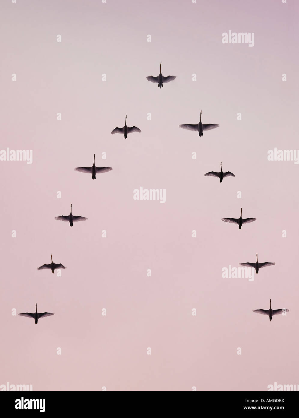 Birds Flying V Shape High Resolution Stock Photography and Images - Alamy