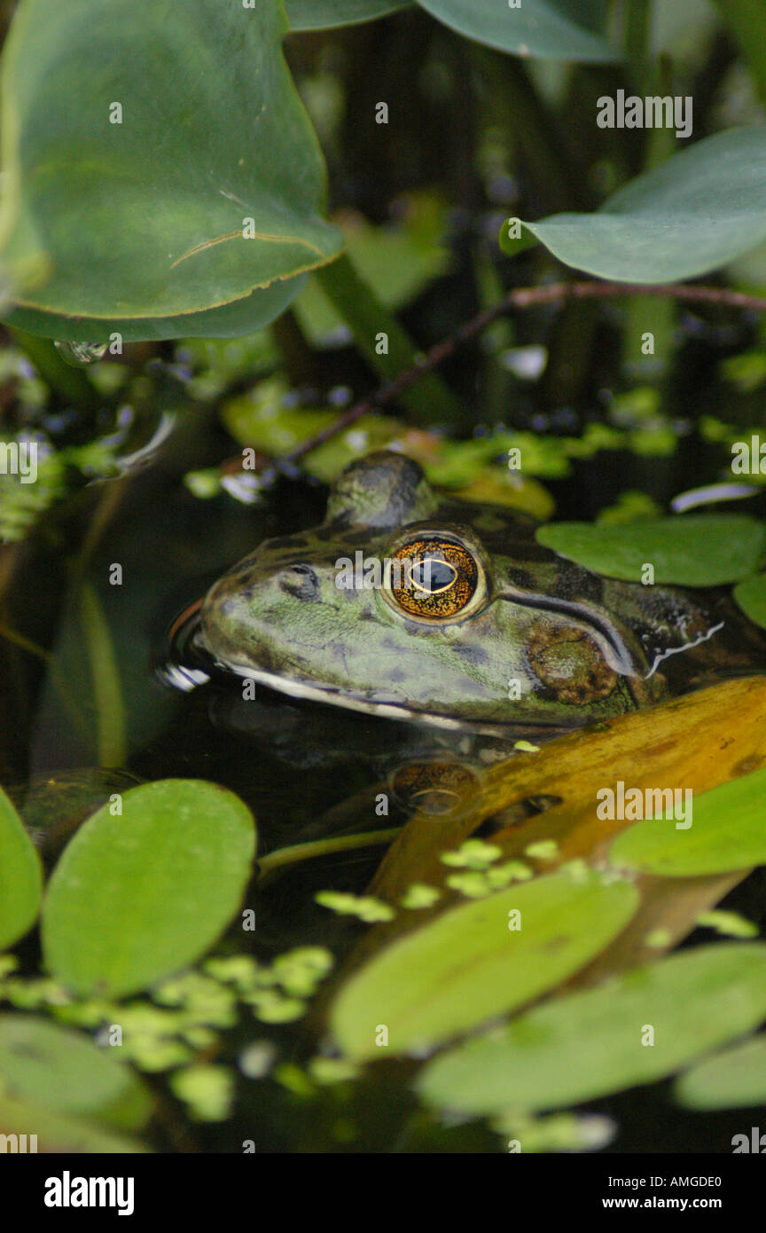Bull frog water hi-res stock photography and images - Alamy