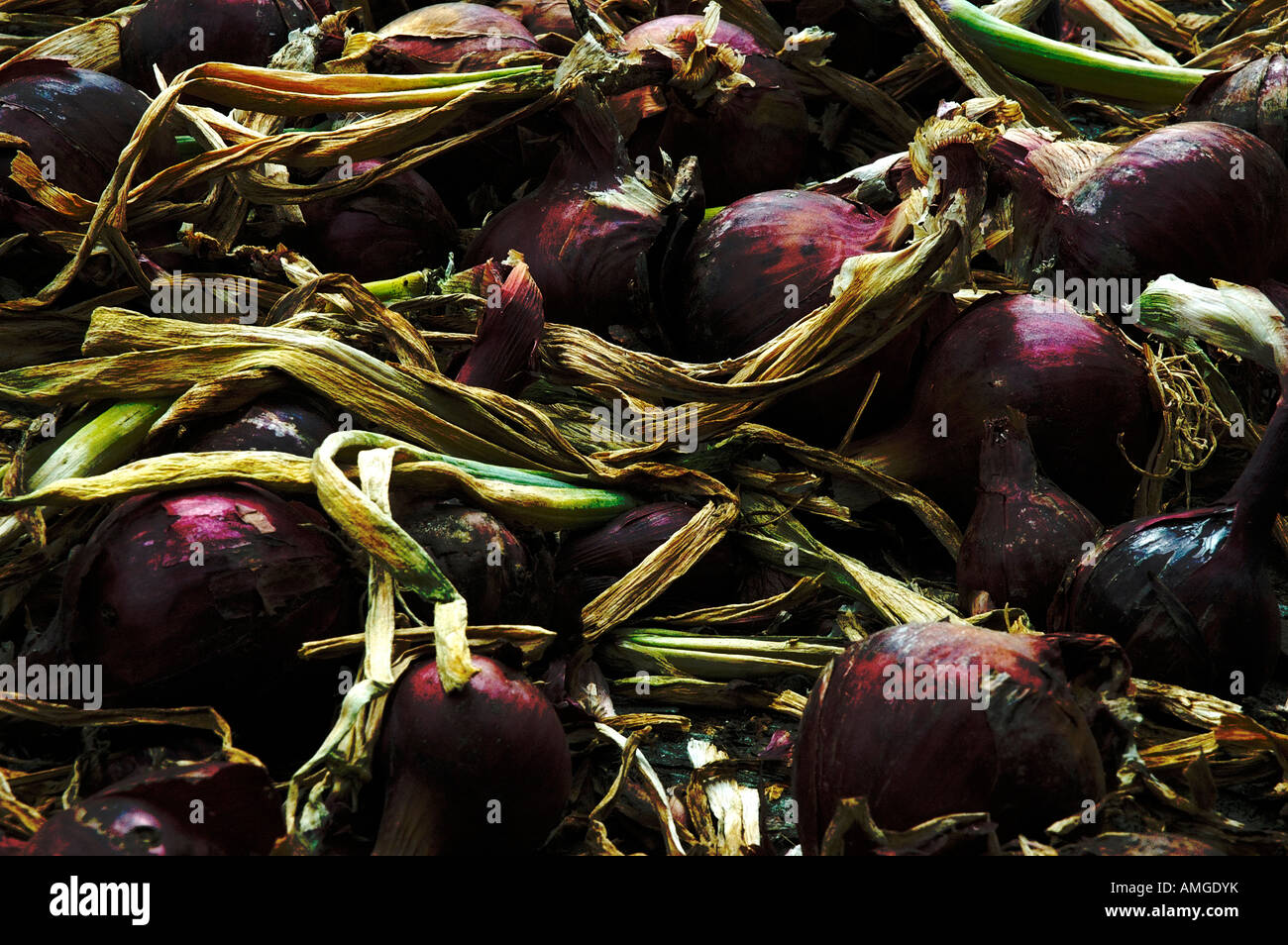 Onions and shallots drying off digitally manipulated image Stock Photo ...