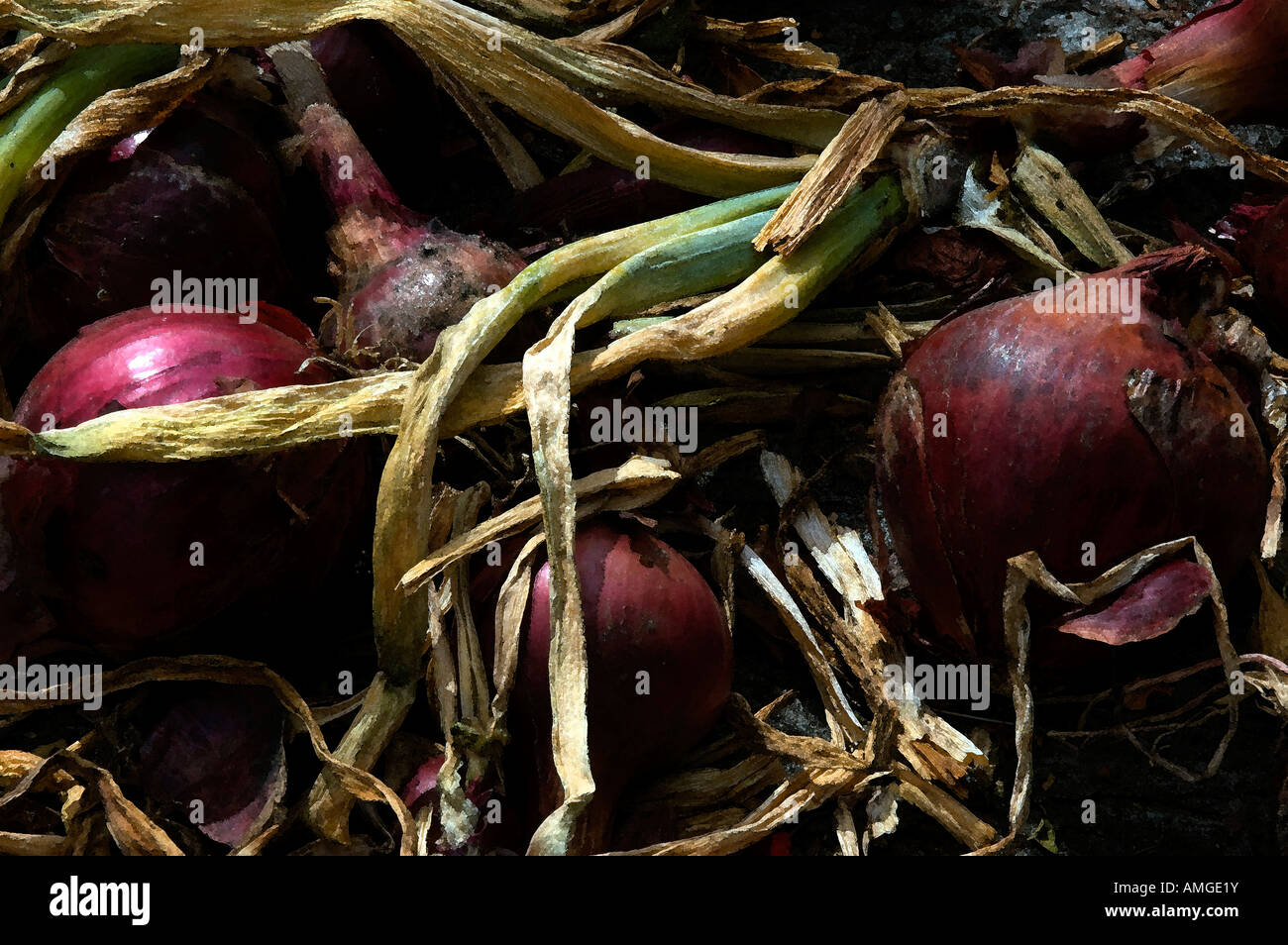 Onions and shallots drying off Stock Photo - Alamy