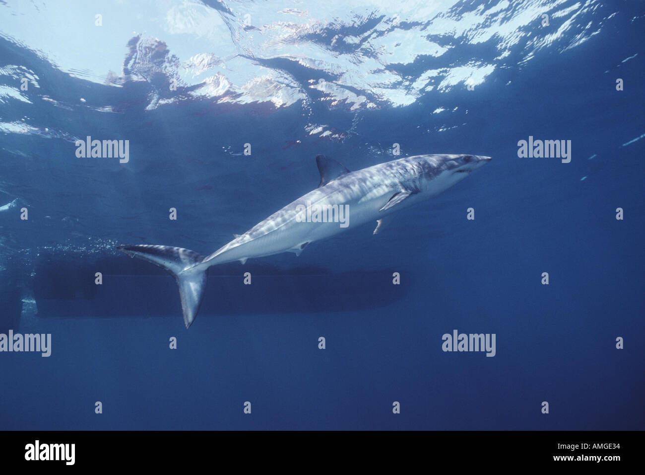 Imacon hi-res stock photography and images - Alamy