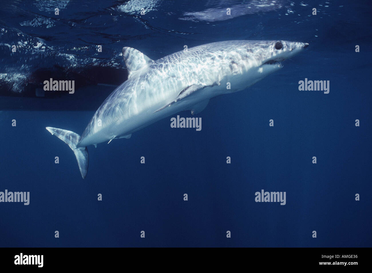 Imacon Color Scanner Stock Photo - Alamy