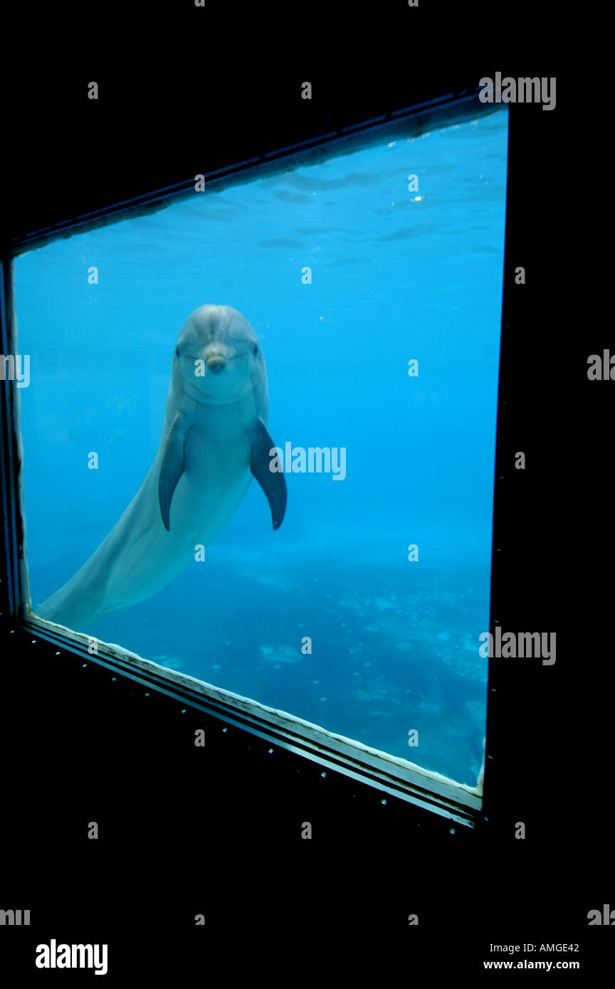 Bottlenose dolphin inside the pool in the Zoo of Barcelona Spain Nano ...