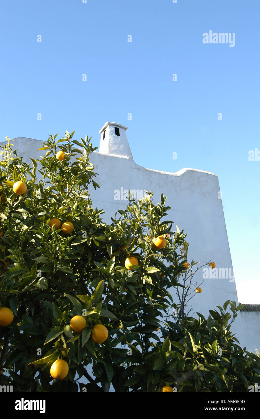 Real lemon tree hi-res stock photography and images - Alamy