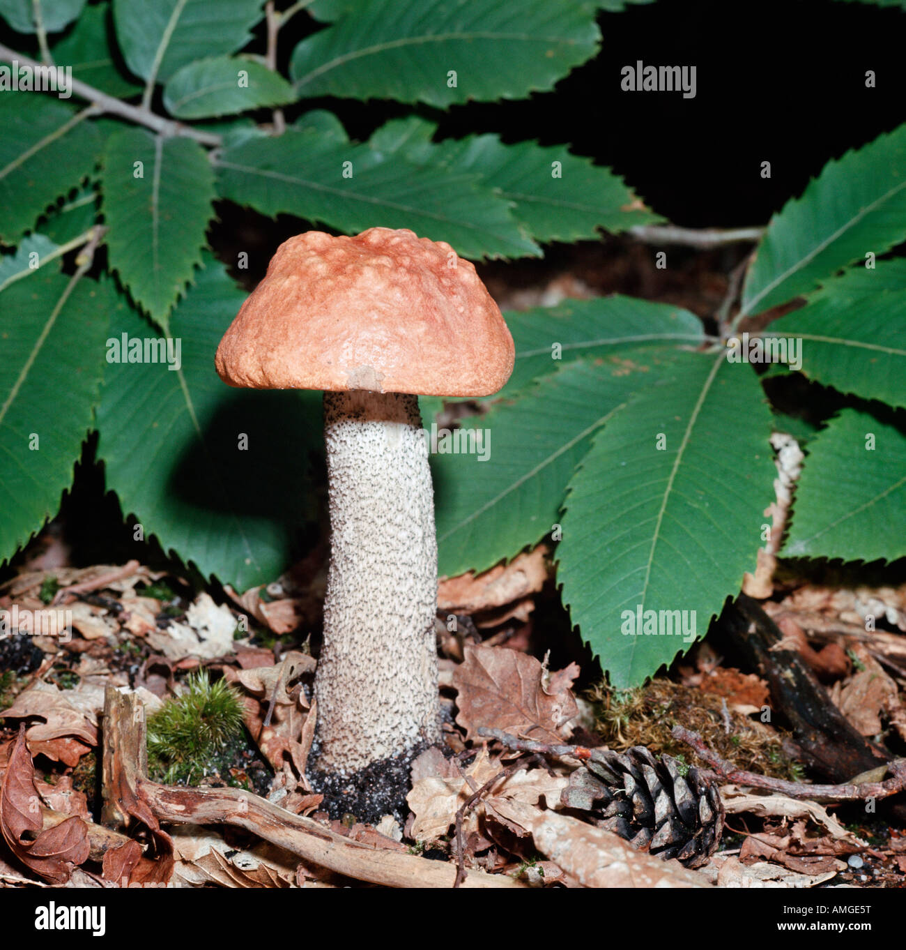 champignon Bolet orange Leccinum aurantiacum comestible Red capped ...