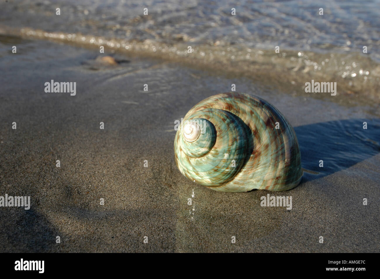 A beautiful large marine shell on the beach sand in Ibiza Spain Nano ...