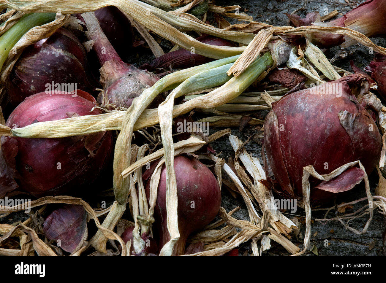 Onions and shallots drying off Stock Photo - Alamy