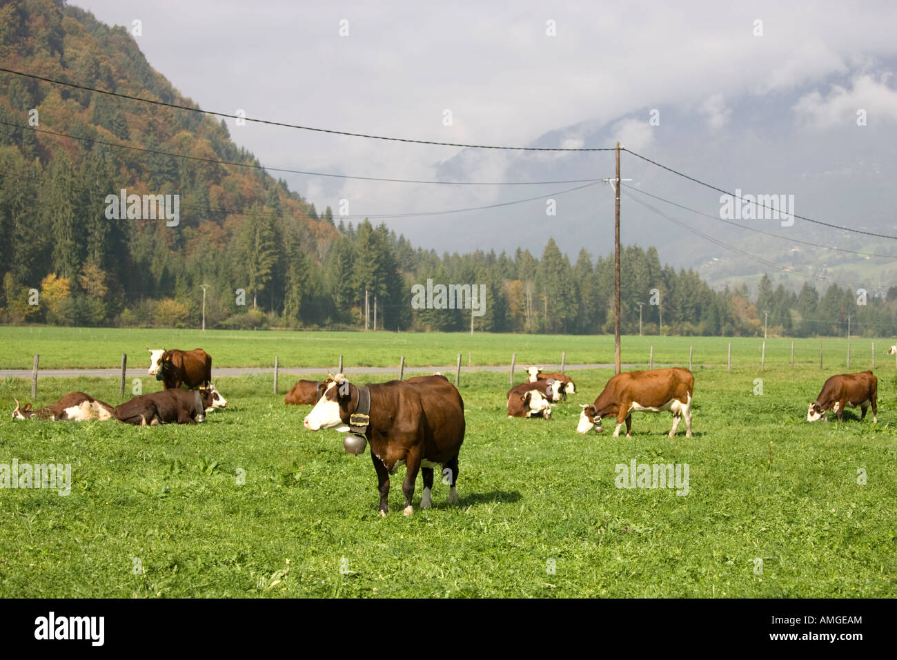 Cows abondance hi-res stock photography and images - Alamy