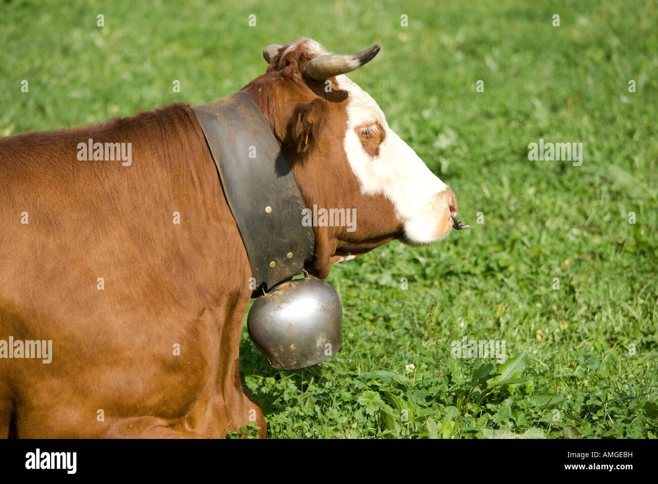 Abondance cattle hi-res stock photography and images - Alamy