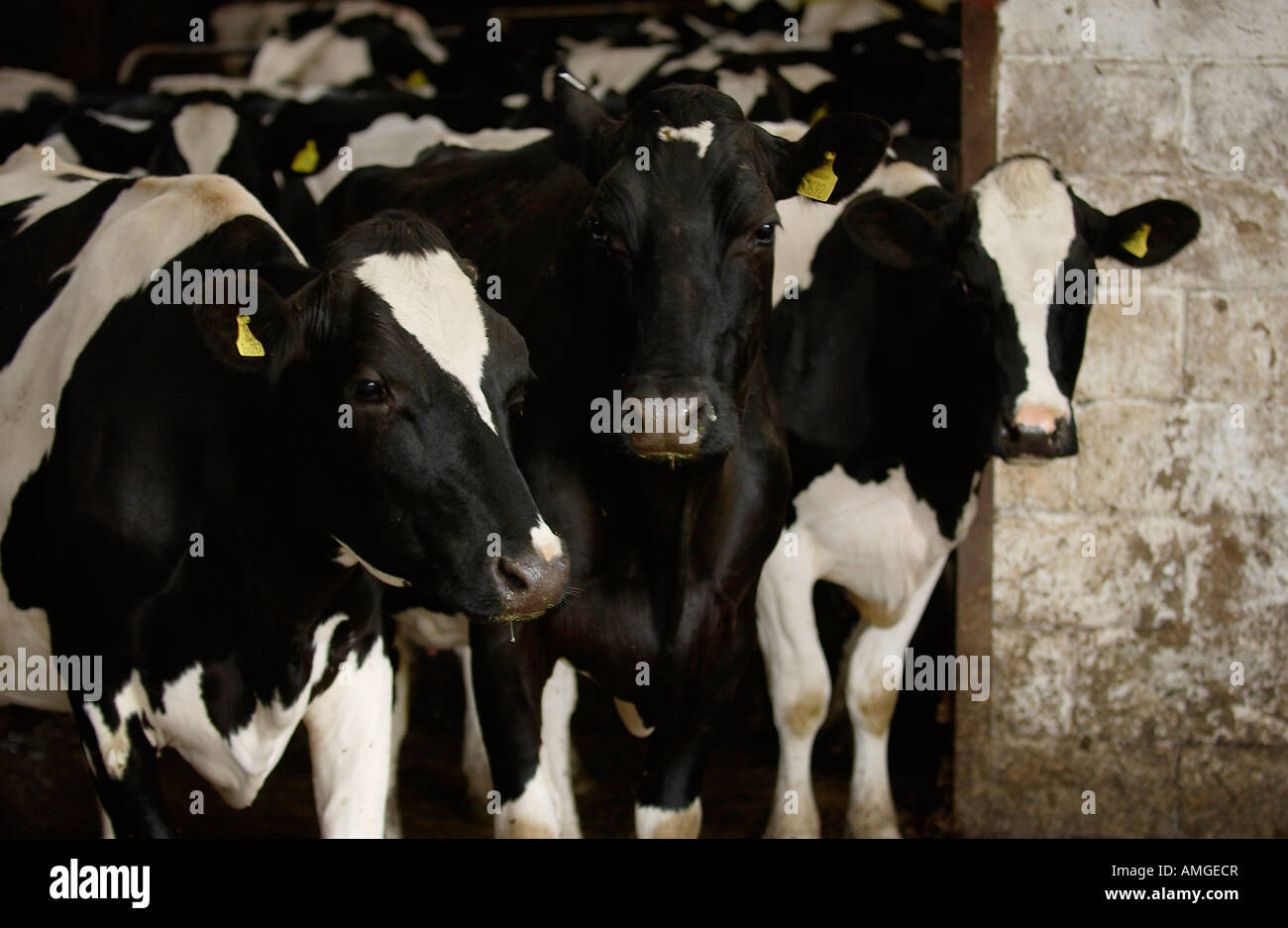 pic martin phelps 09 07 07 helen browning s organic farm the royal oak ...
