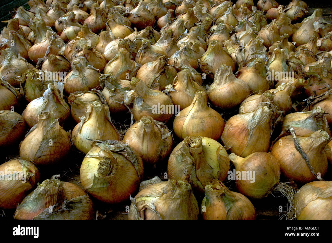 Shallots Drying High Resolution Stock Photography and Images - Alamy
