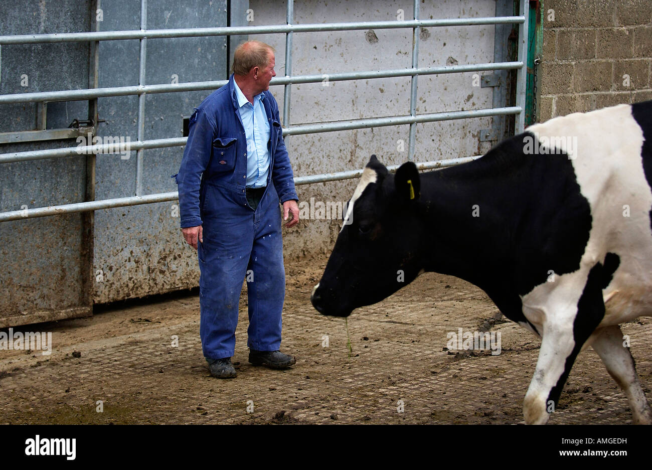 dairy cows and cowman Stock Photo - Alamy