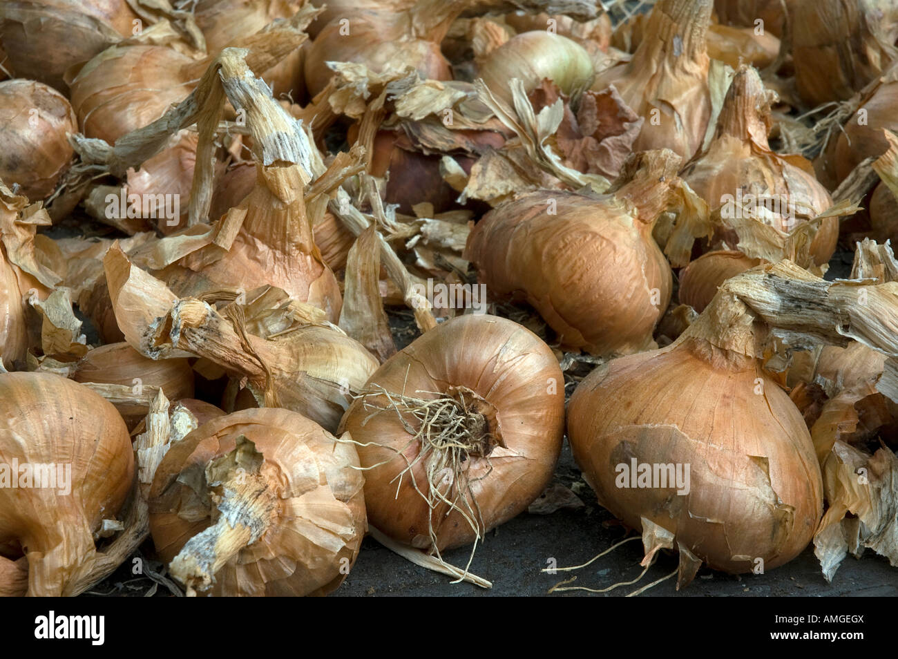 Onions and shallots drying off Stock Photo - Alamy