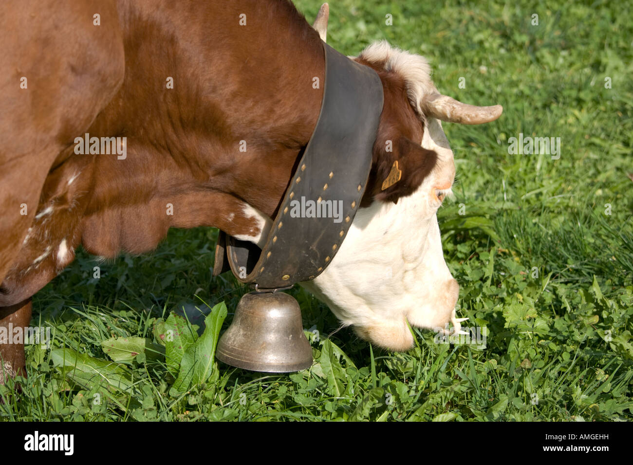 Abondance cattle in low pasture in French Alps Stock Photo - Alamy