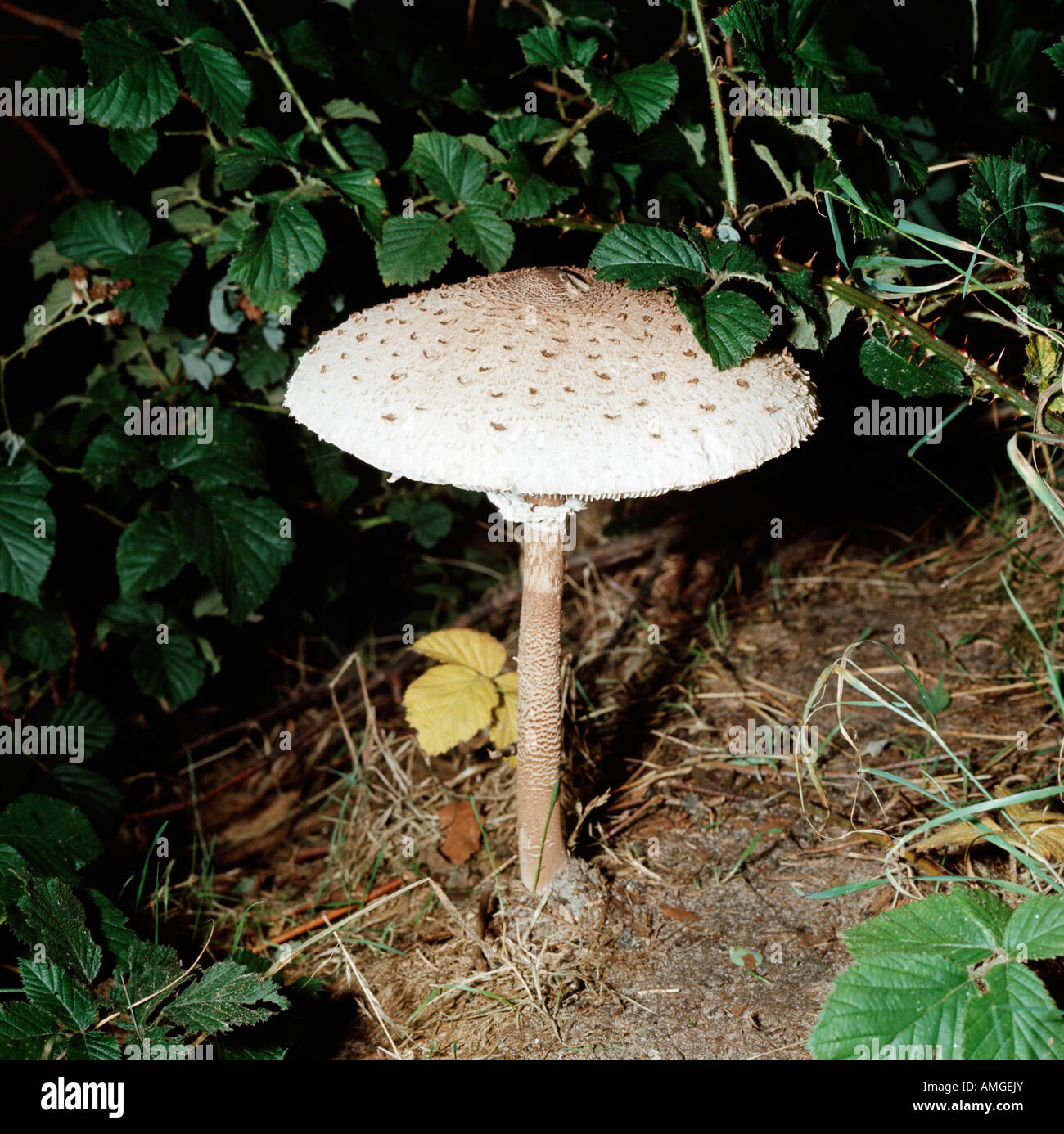 champignon Fairy Sunshade Parasol Mushroom Coulemelle Macrolepiota ...
