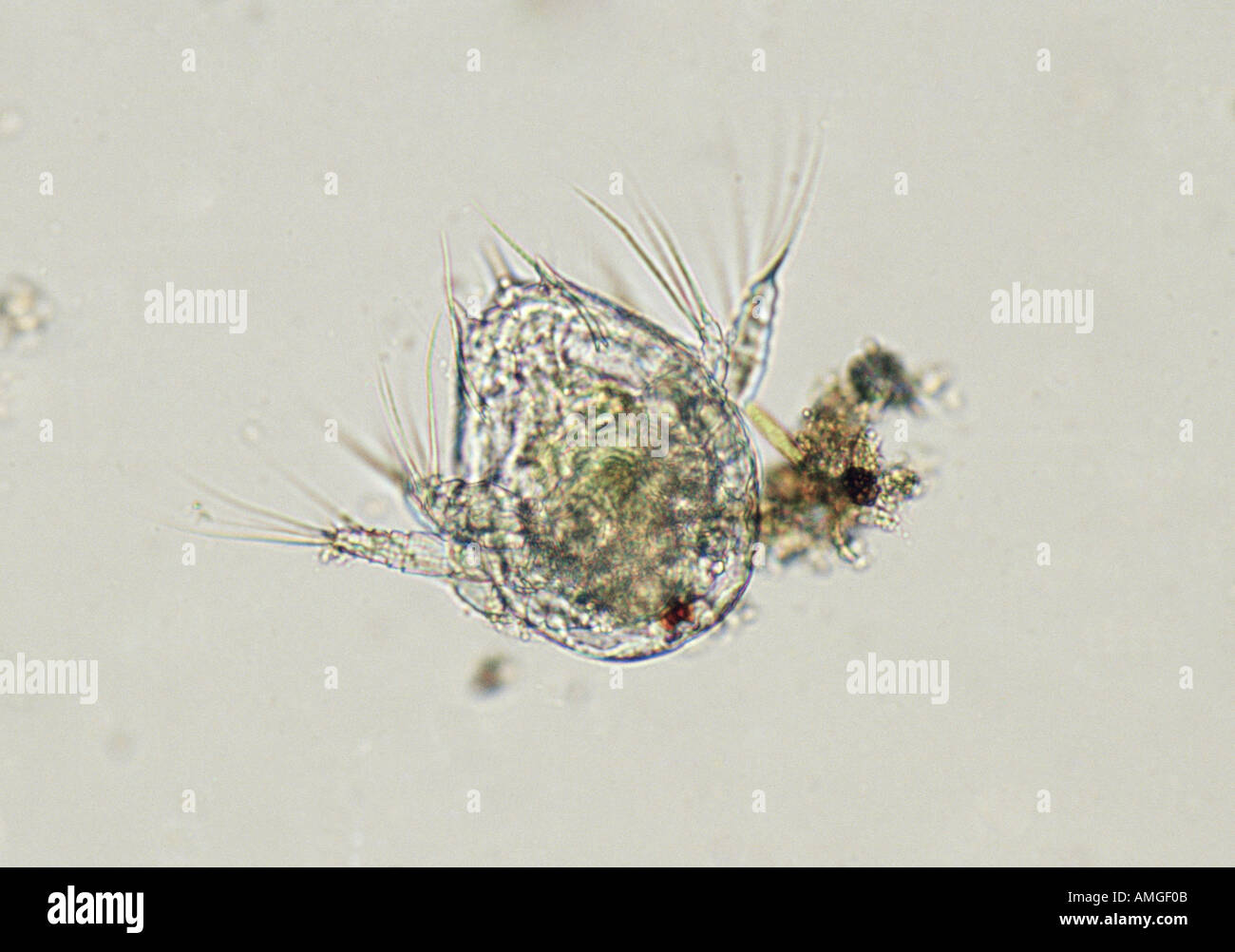 Plankton Crustacean larva Kelvin Aitken V W ocean underwater food chain ...