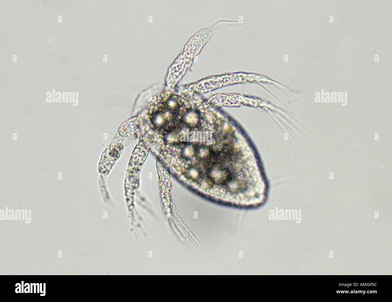 Plankton Possibly crab in larval stage Kelvin Aitken V W ocean ...