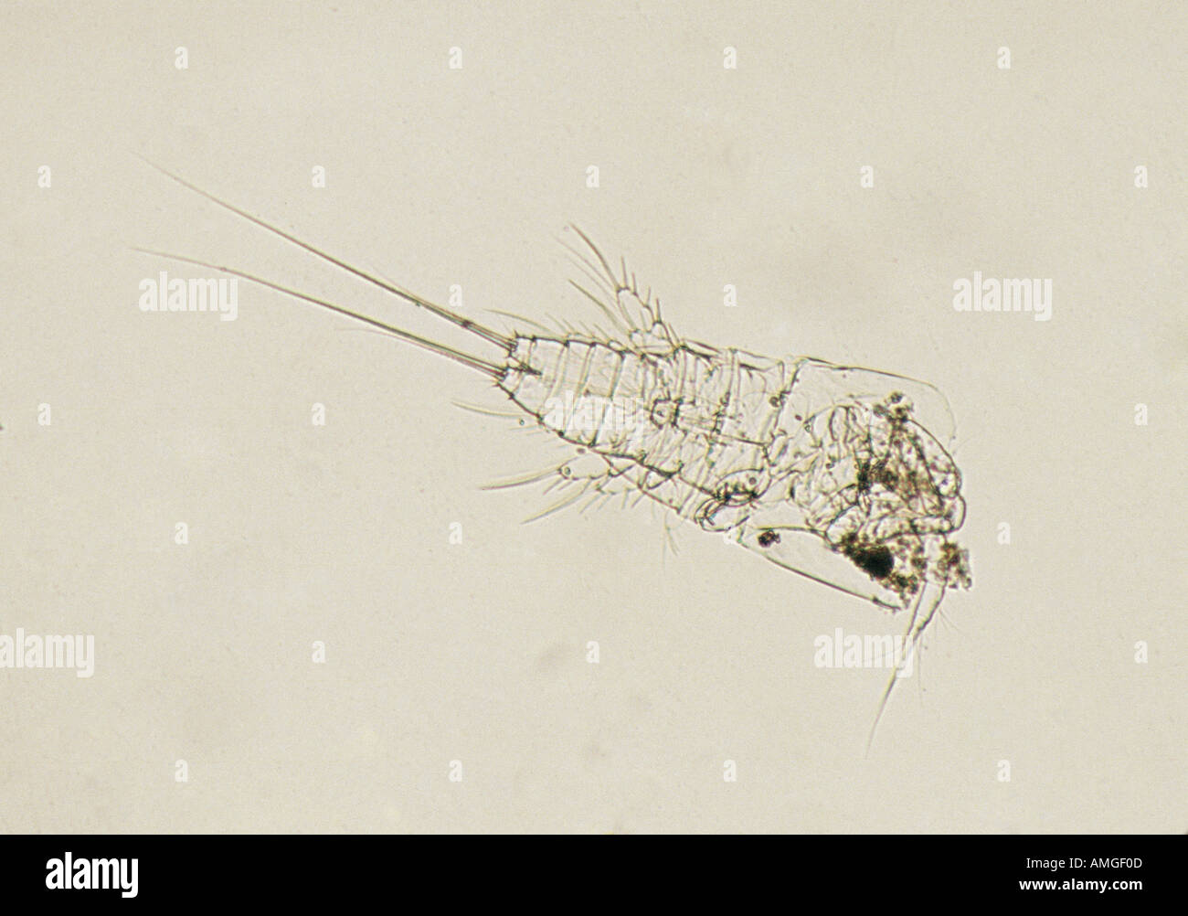 Plankton Copepod crustacean Kelvin Aitken V W ocean underwater food ...