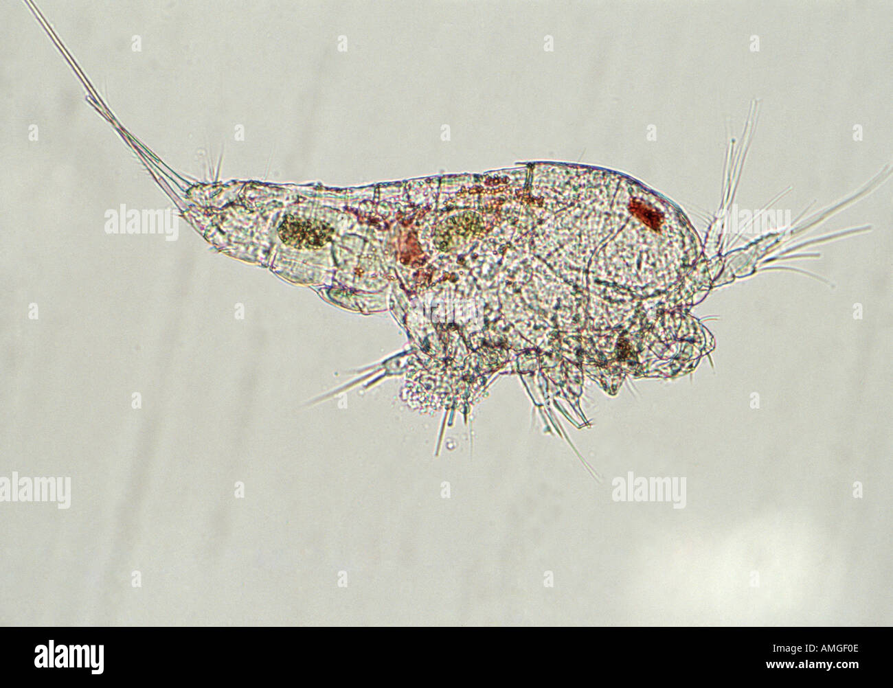 Plankton Copepod crustacean Kelvin Aitken V W ocean underwater food ...