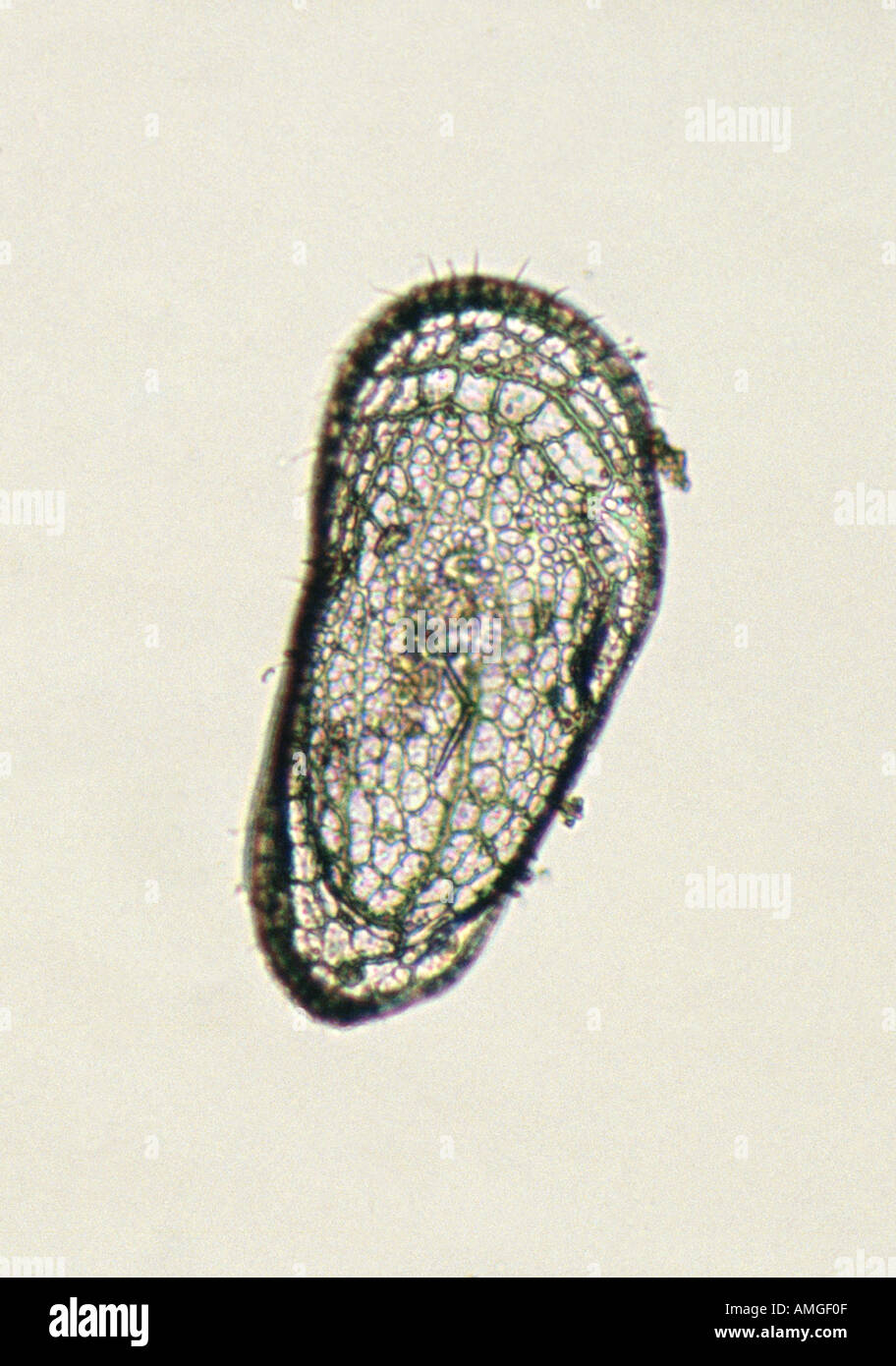 Plankton Ostracod crustacean Kelvin Aitken V W ocean underwater food ...