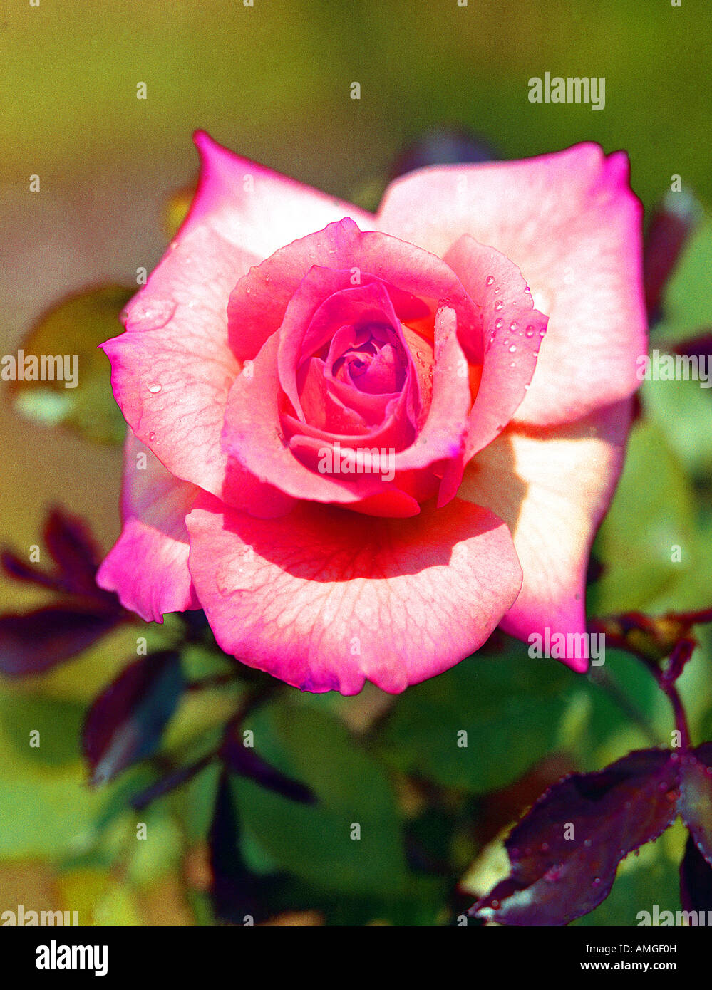 Bert rose hi-res stock photography and images - Alamy