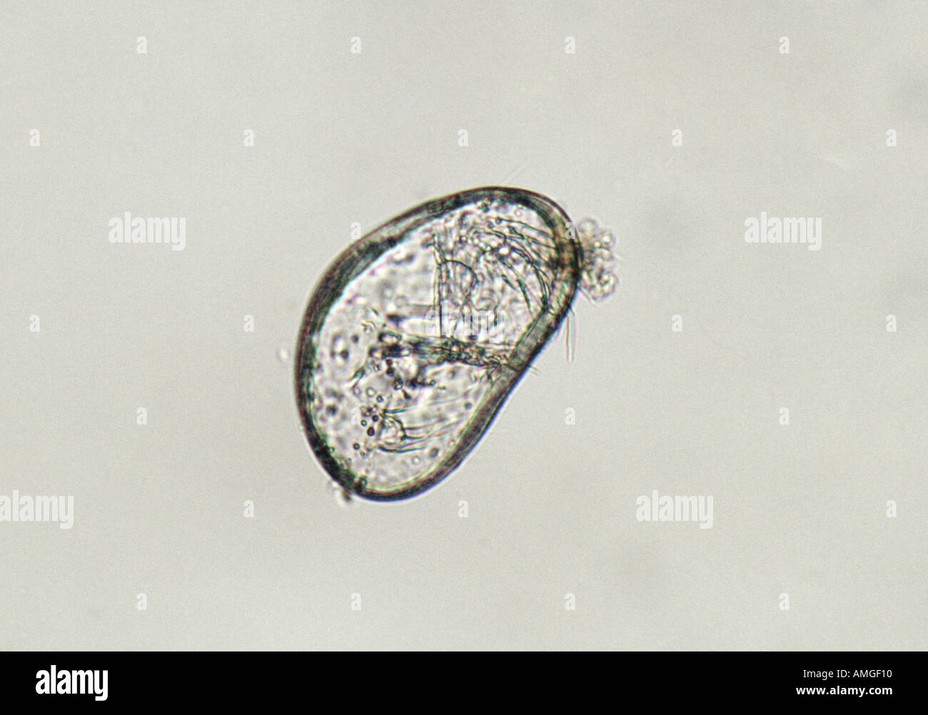 Plankton Ostracod crustacean Kelvin Aitken V W ocean underwater food ...