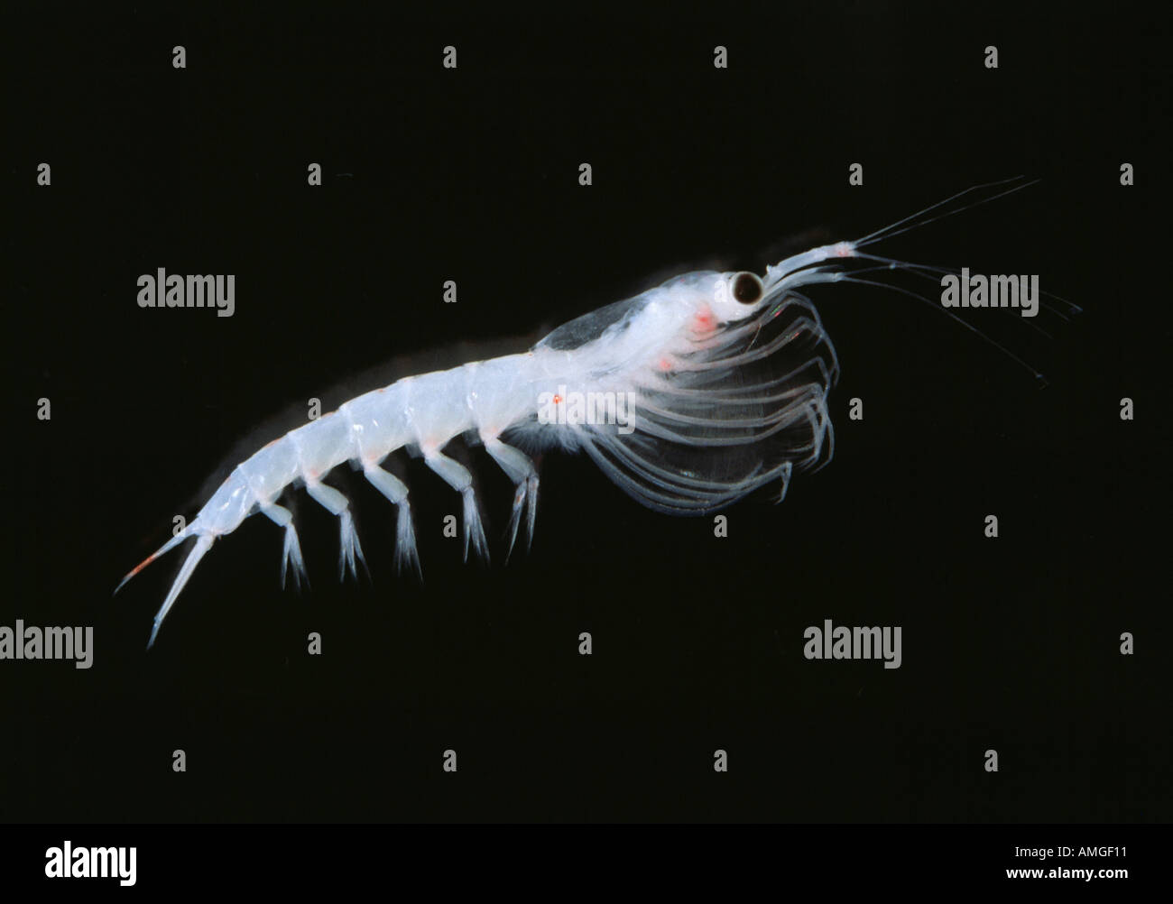 Krill crustacean Kelvin Aitken V W ocean underwater food chain krill ...