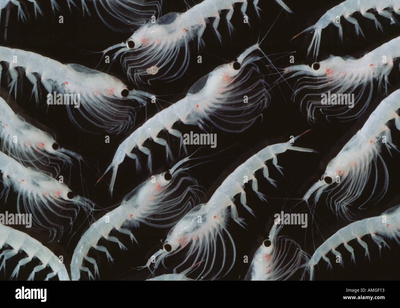 Krill crustacean Kelvin Aitken V W ocean underwater food chain krill ...