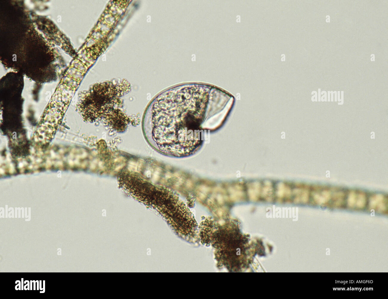Plancton microscope hi-res stock photography and images - Alamy