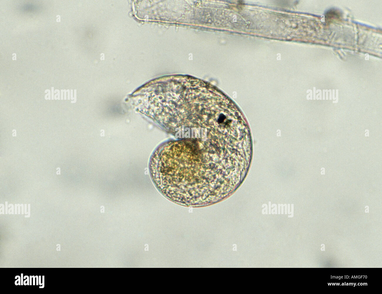 Plankton Mollusc shell Kelvin Aitken V W ocean underwater food chain ...