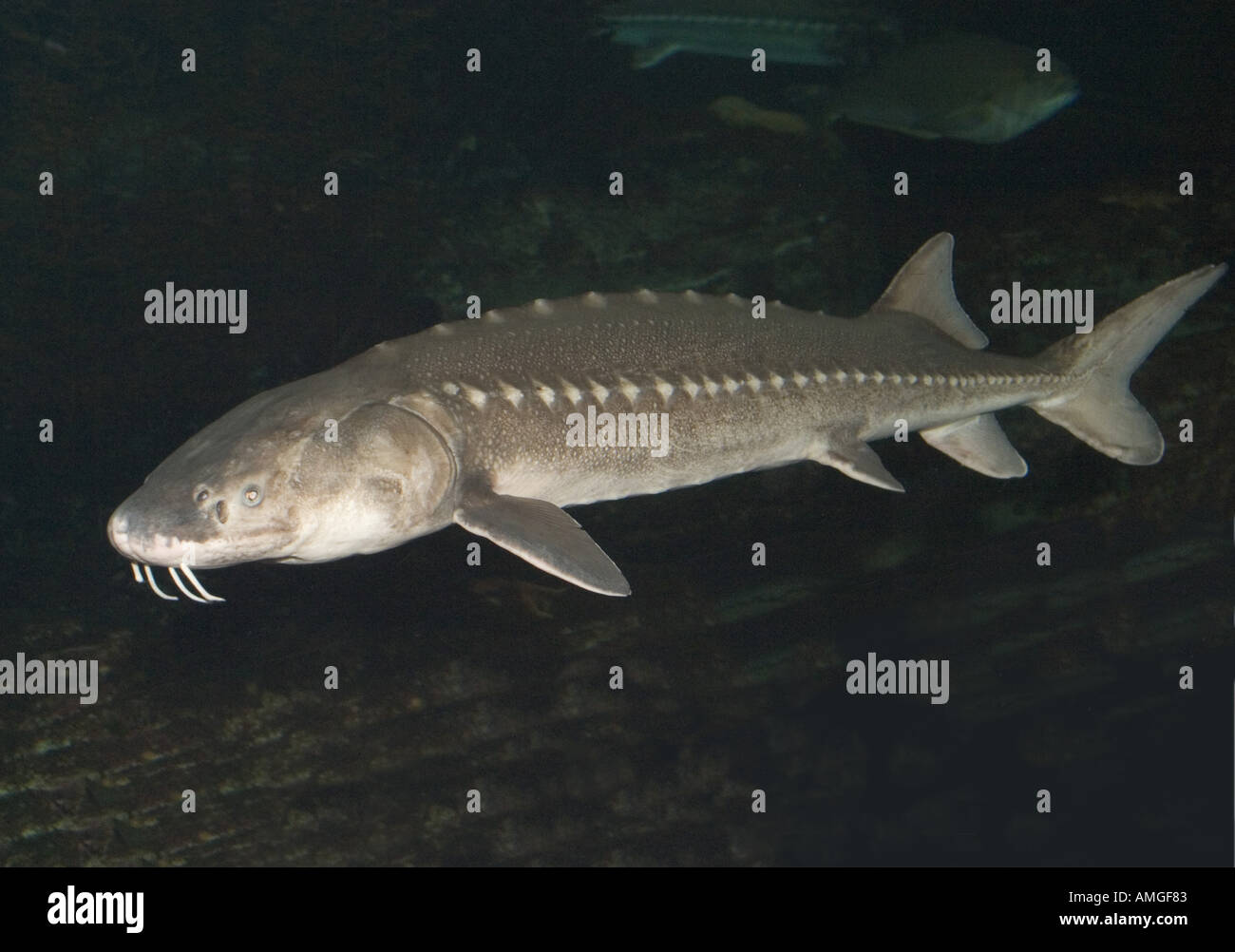 Sturgeon fresh water fish Kelvin Aitken V W underwater fishing sport ...