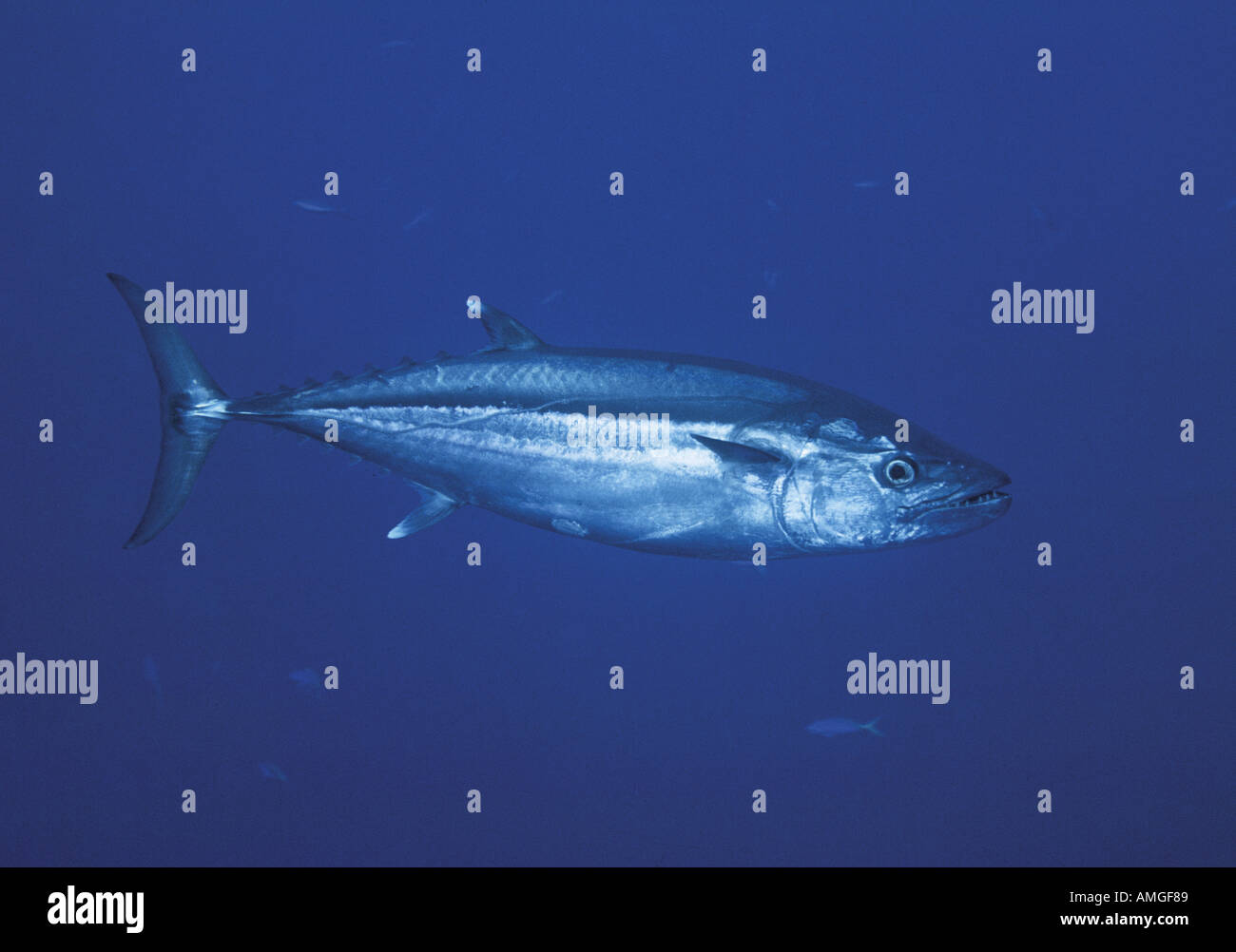 Dogtooth Tuna Gymnosarda unicolor Kelvin Aitken V W fish pelagic sport ...