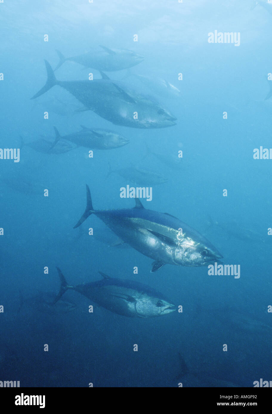 Southern bluefin tuna hi-res stock photography and images - Alamy