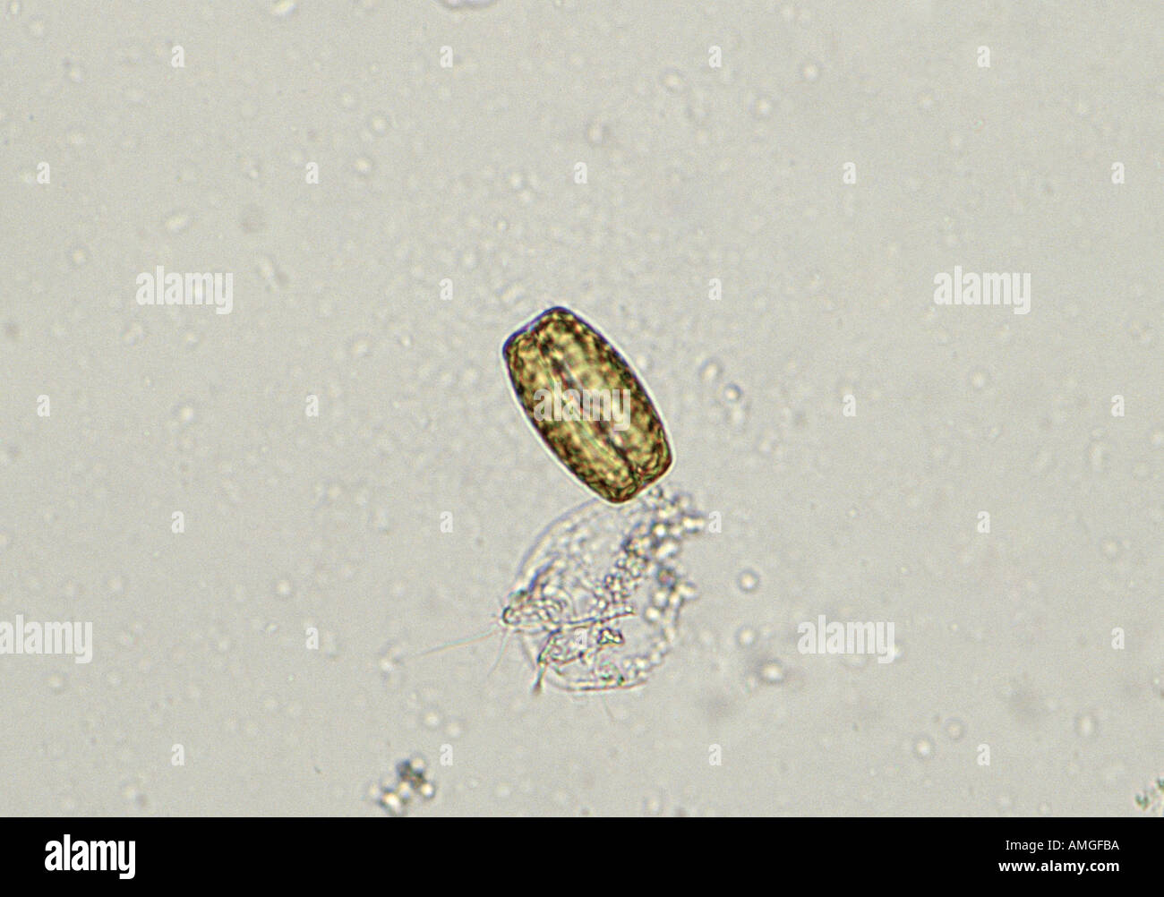 Phytoplankton diatom Kelvin Aitken V W ocean underwater food chain ...