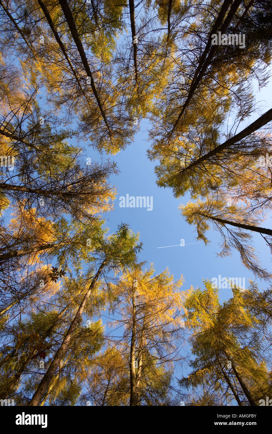 View pine trees upward view hi-res stock photography and images - Alamy