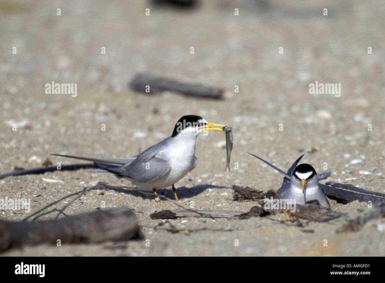 Least Tern male presents fish to nesting female endangered Sterna ...