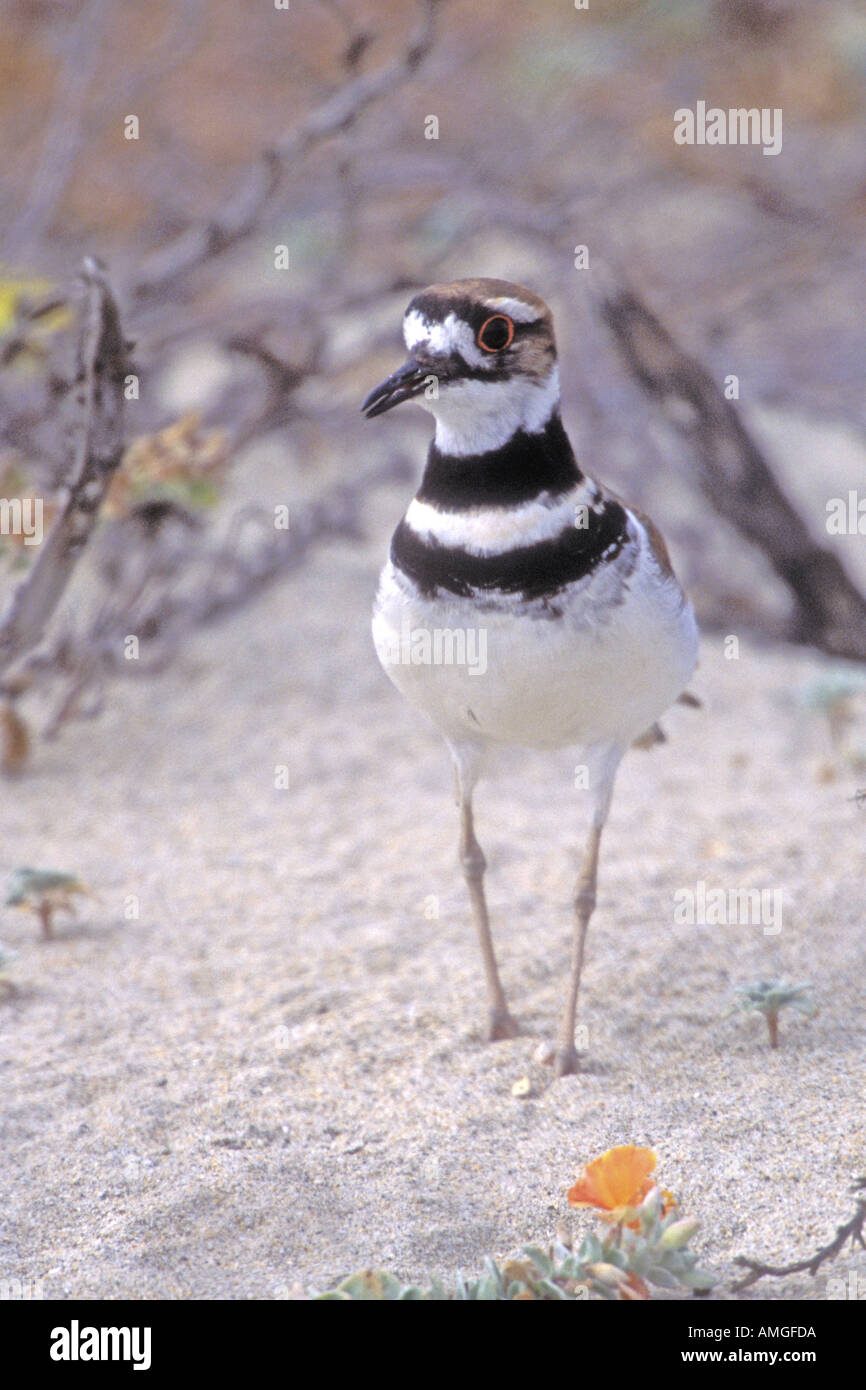 Killdeer Charadrius vociferus Huntington Beach State Park California ...