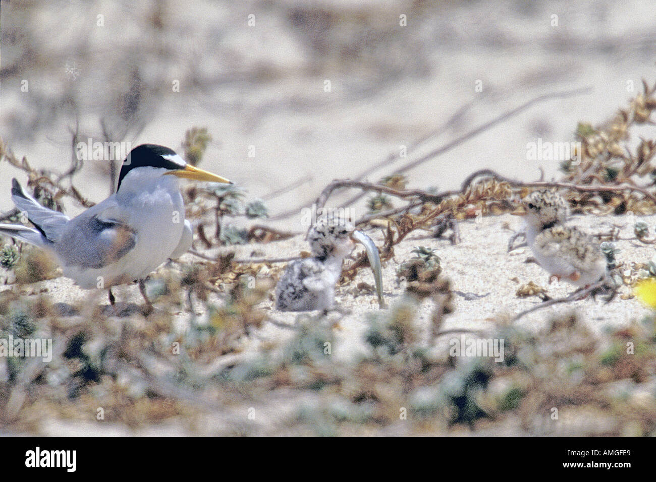 Least Tern parent watchs chick eat fish endangered Sterna antillarum ...