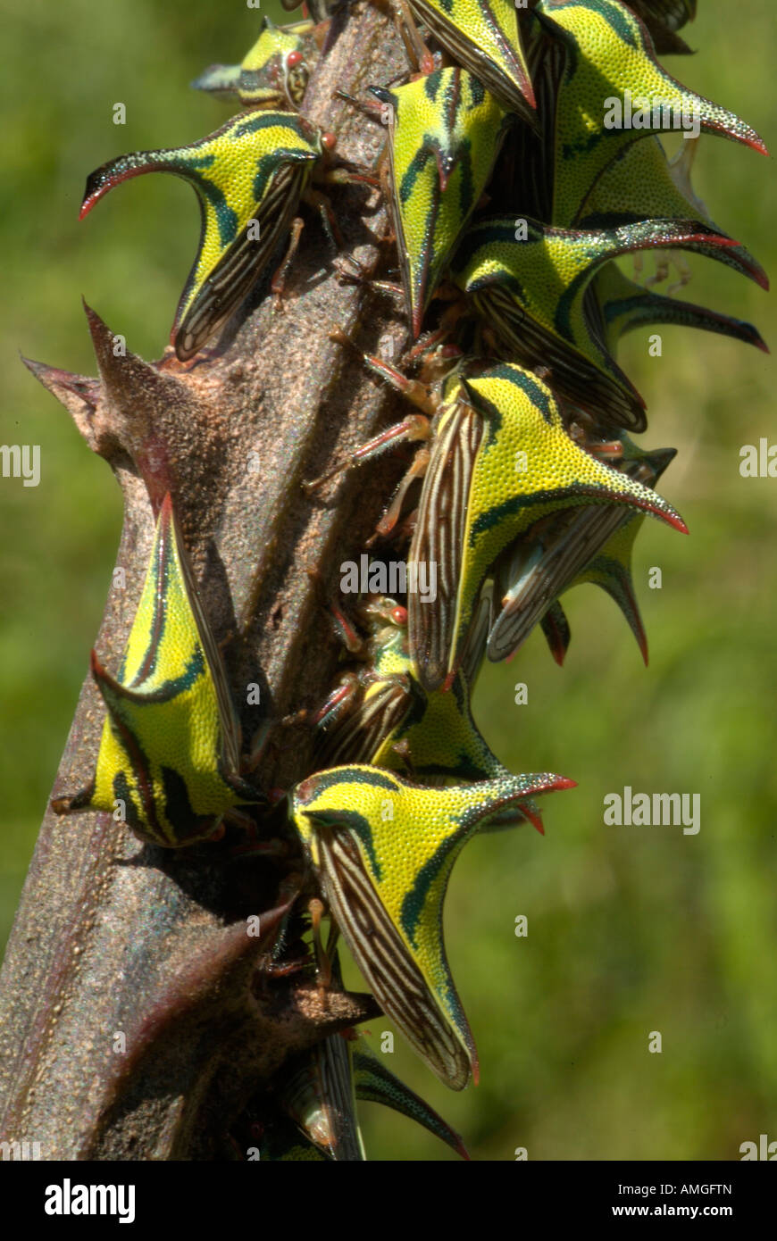 Thorn bug umbonia hi-res stock photography and images - Alamy