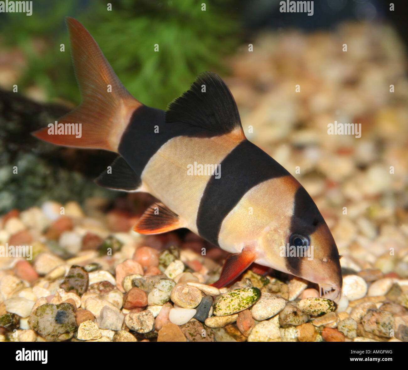 Loach fish hi-res stock photography and images - Alamy