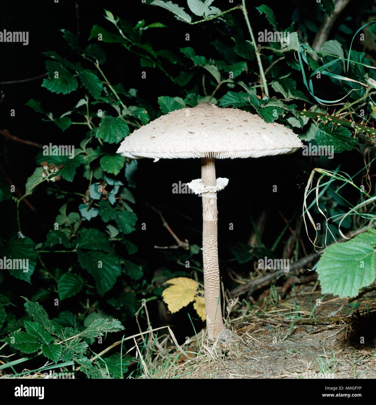champignon Fairy Sunshade Parasol Mushroom Coulemelle Macrolepiota ...