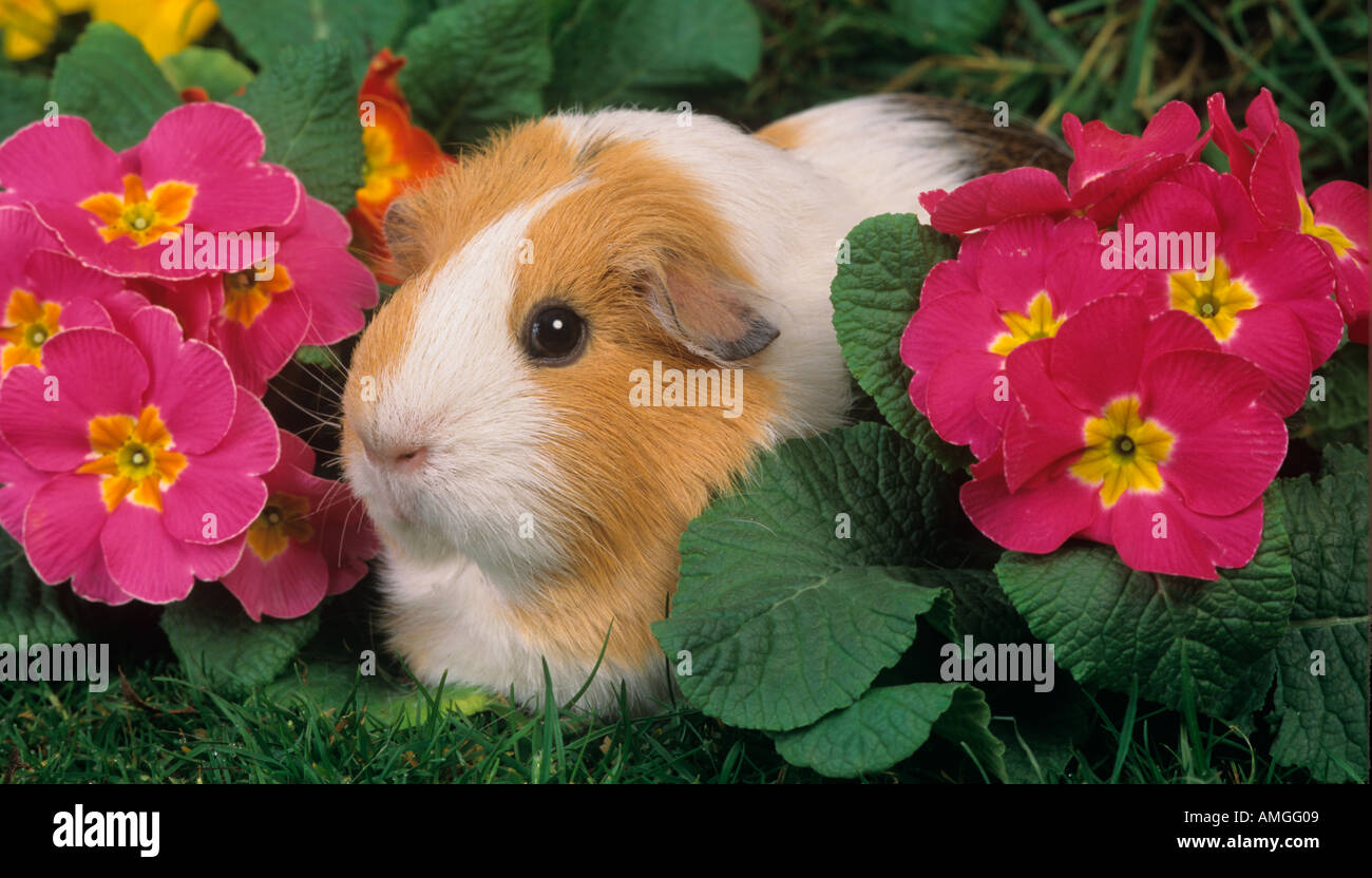 Pet Dutch Guinea Pig in polyanthus flowers Stock Photo - Alamy