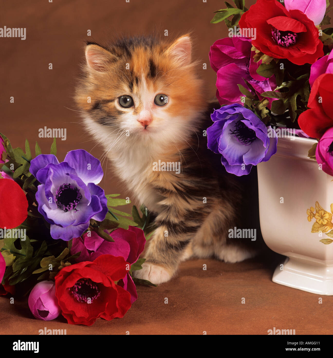 Fluffy Tortoishell Kitten Anemones Stock Photo - Alamy