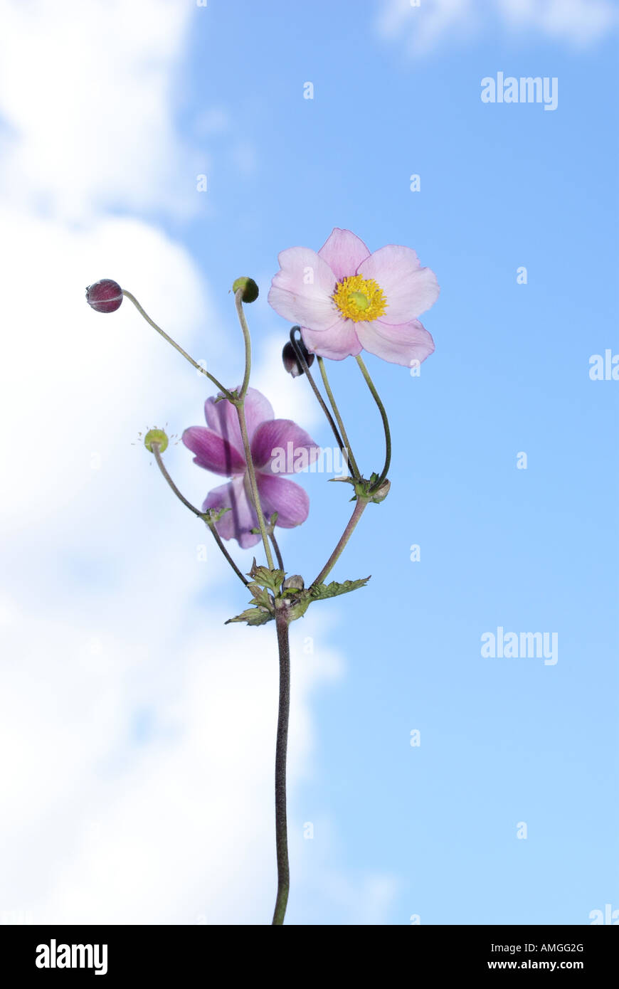 lilac anemone flower against blue skies Stock Photo - Alamy